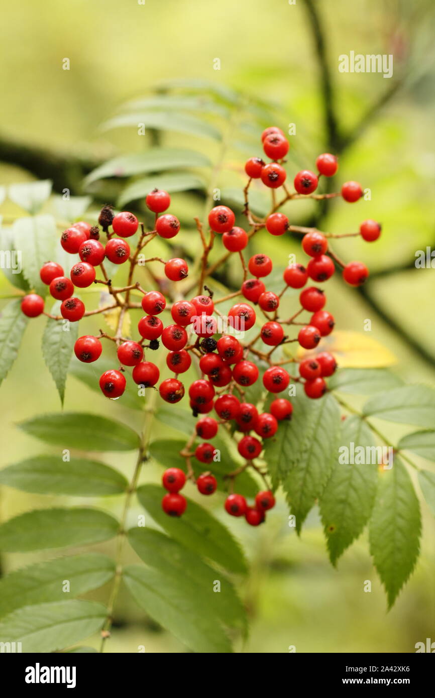 Sorbus commixta Japanese rowan displaying berries in autumn. UK Stock ...