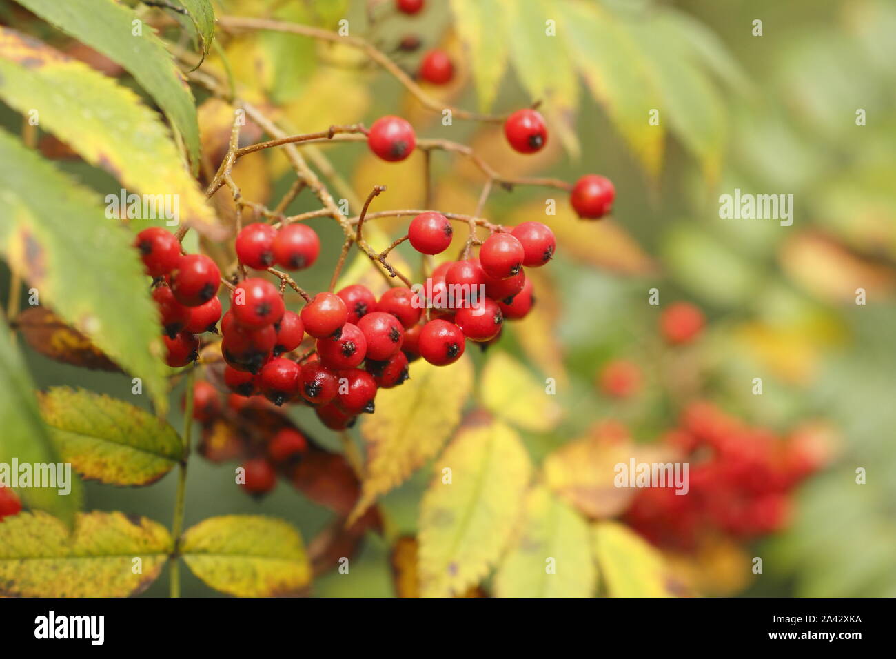 Sorbus commixta nanakamado hi-res stock photography and images - Alamy