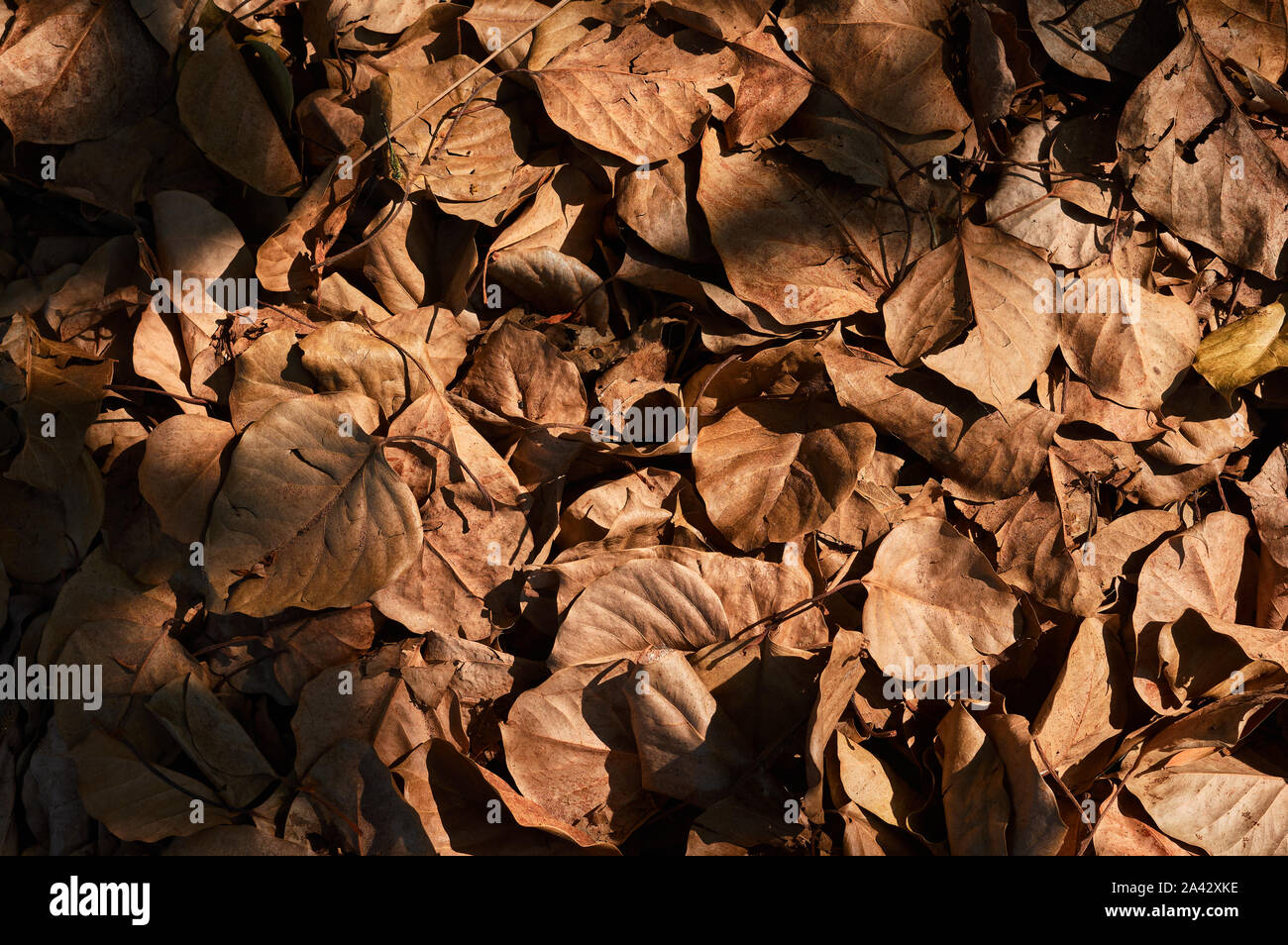 The dry leaves under tree shade Stock Photo - Alamy