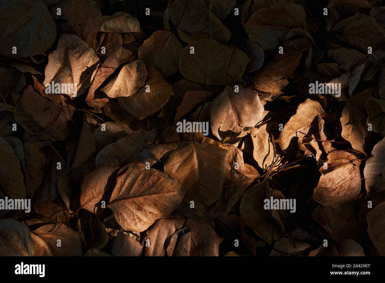 Leaves under tree hi-res stock photography and images - Alamy