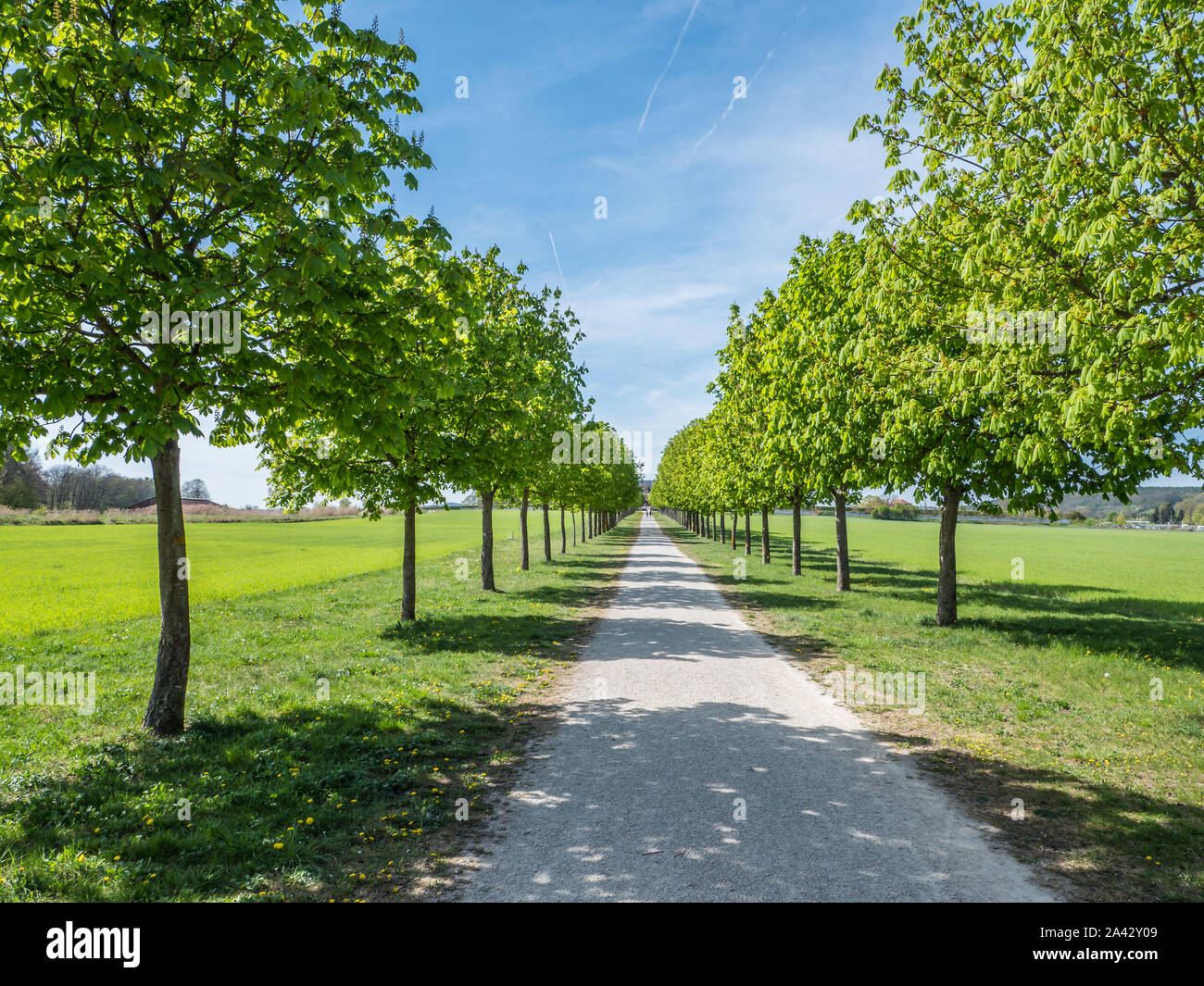 Avenue with young trees in spring Stock Photo - Alamy