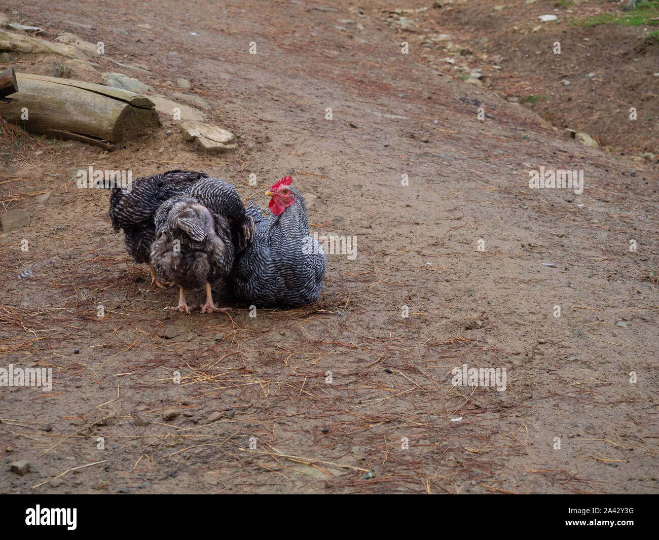Roaming animals hi-res stock photography and images - Alamy