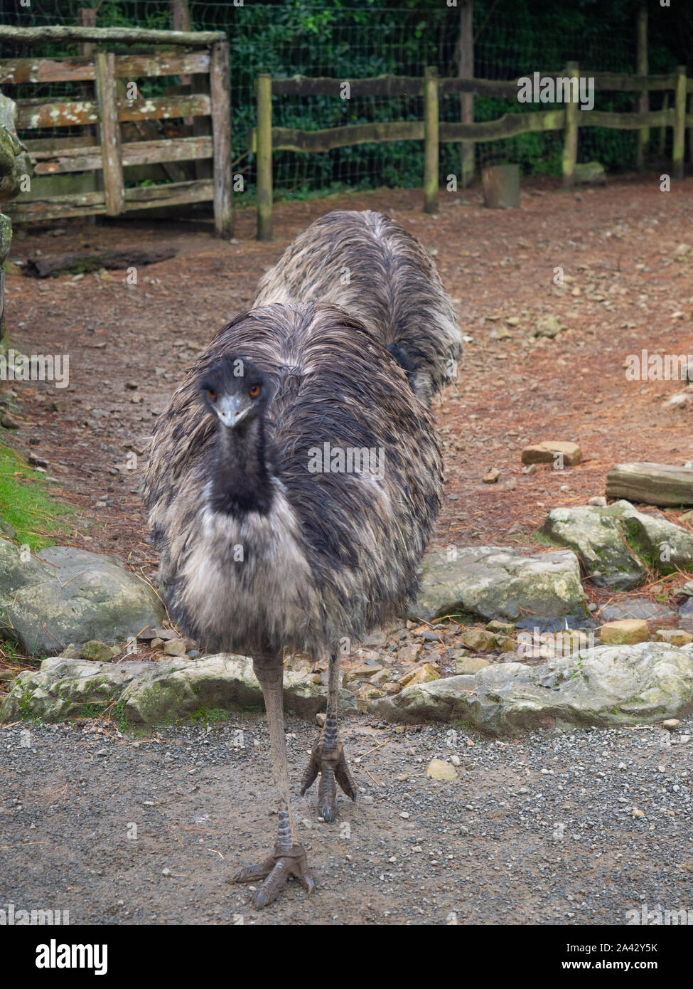 Large Emu Roaming Free Stock Photo - Alamy