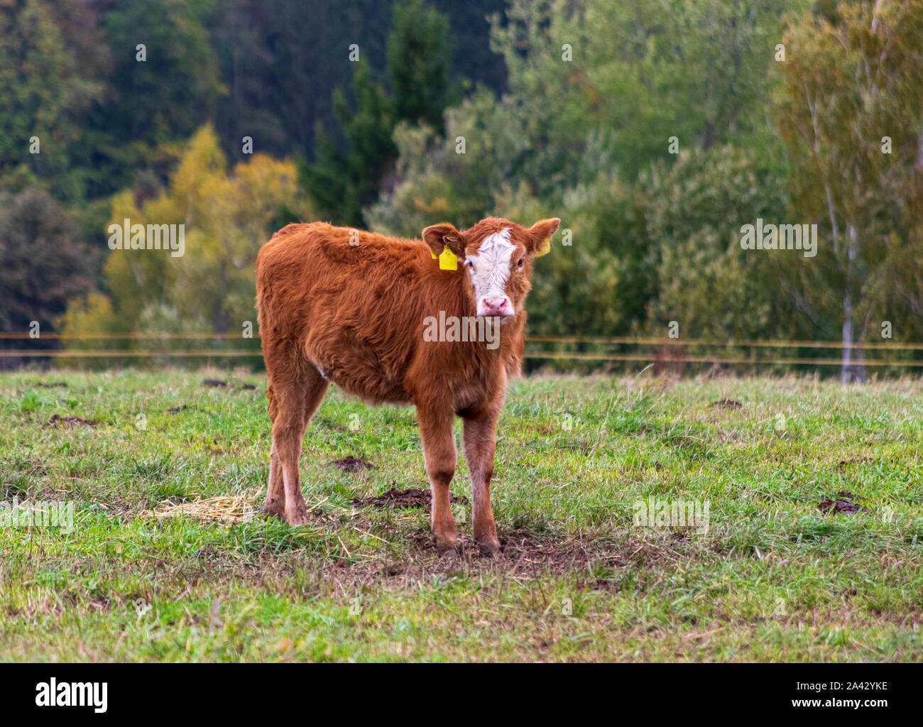Calf on the pasture hi-res stock photography and images - Alamy