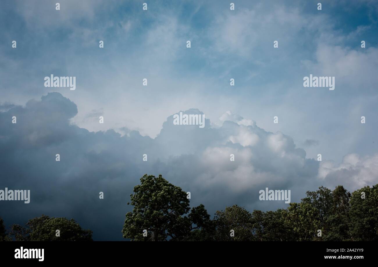 fluffy, moody clouds and trees in the sky in summer Stock Photo - Alamy