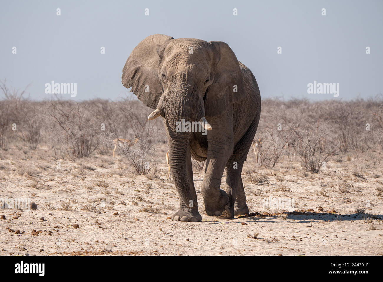 White African Elephant in Etosha National Park, Namibia, in a Dry, Arid ...
