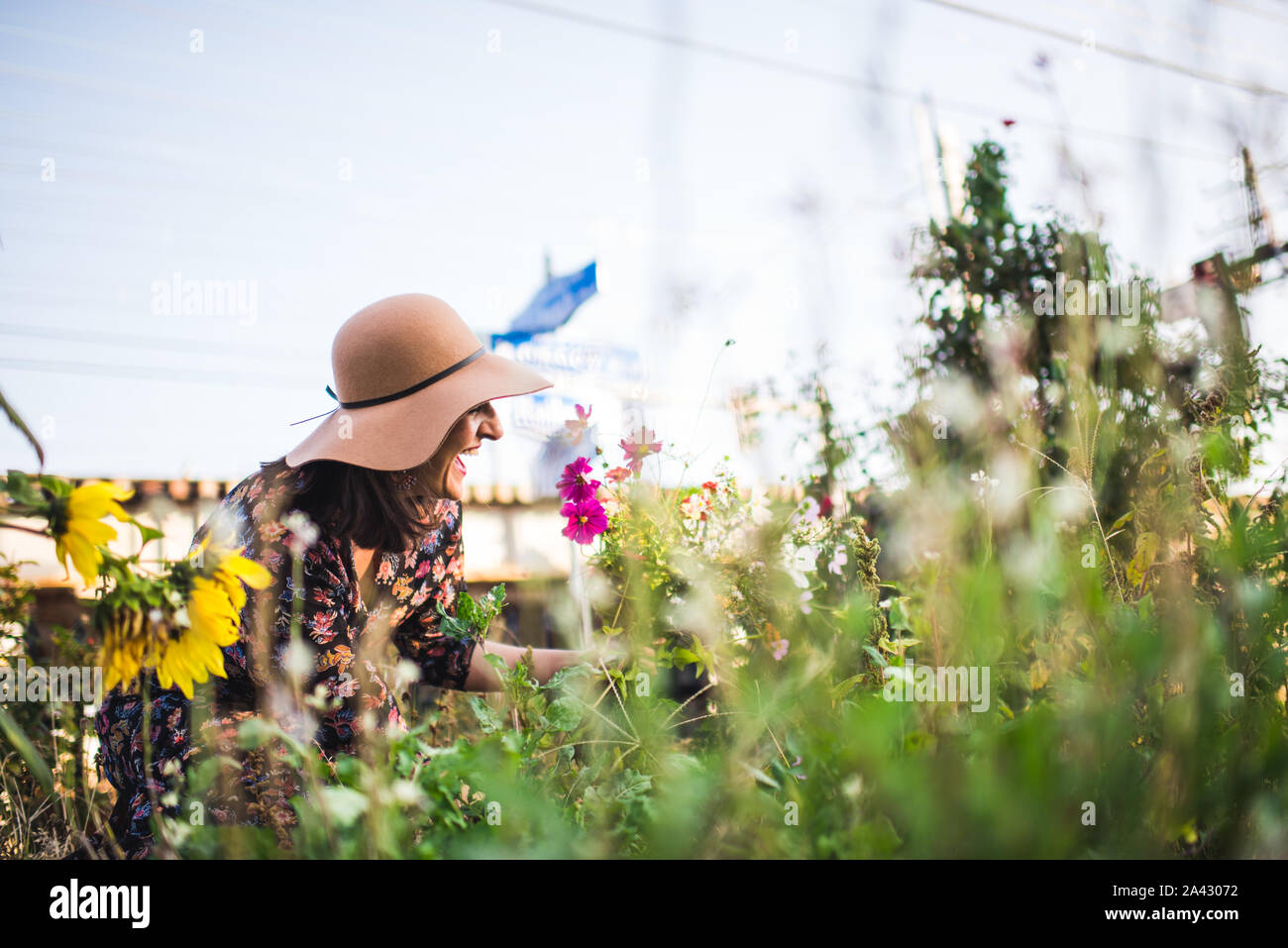 Woman picking flowers hi-res stock photography and images - Alamy