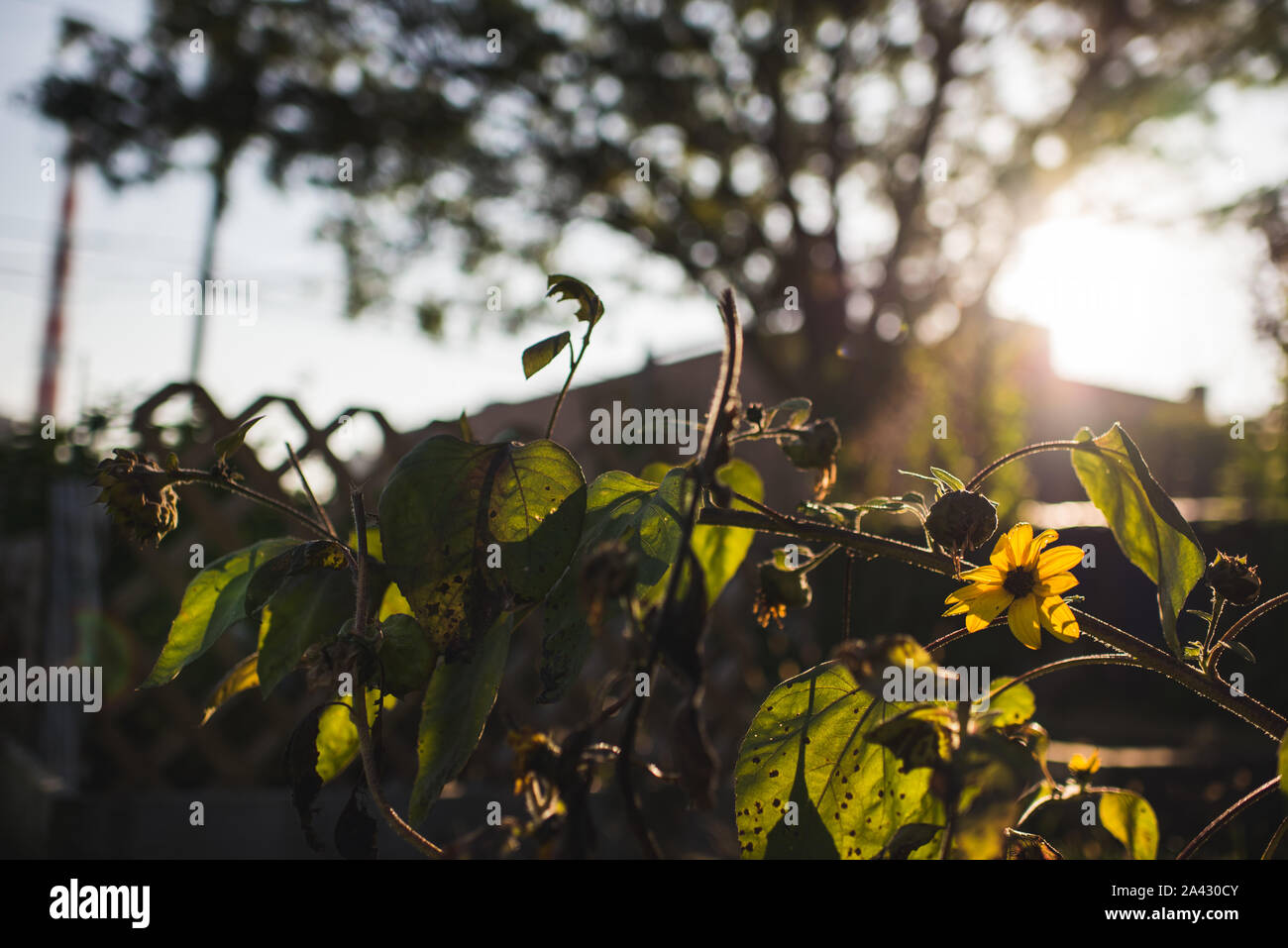 Flower garden sunrise hi-res stock photography and images - Alamy