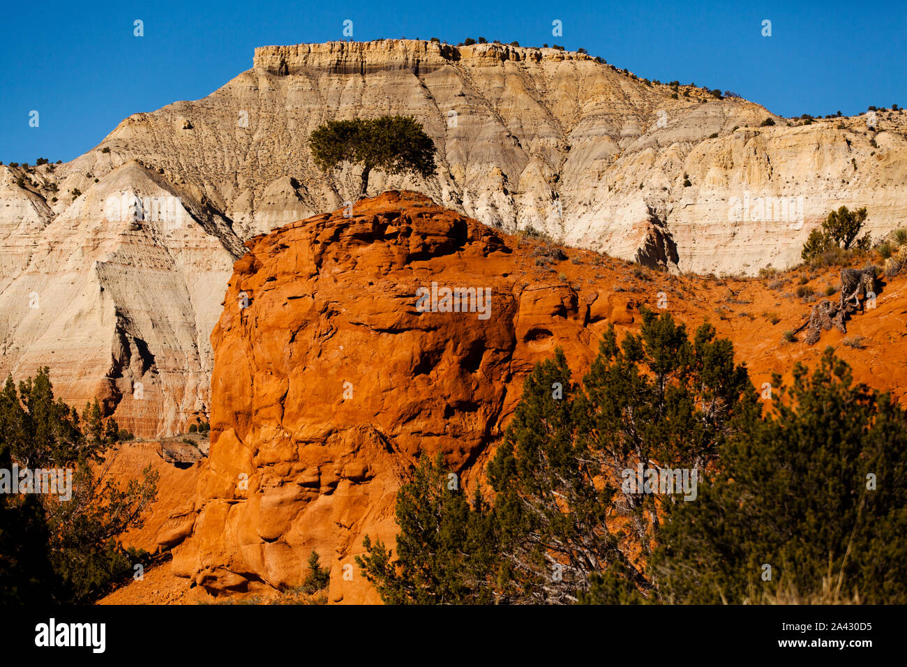 Lone Tree on rock formation, Kodachrome State Park, UT Stock Photo - Alamy
