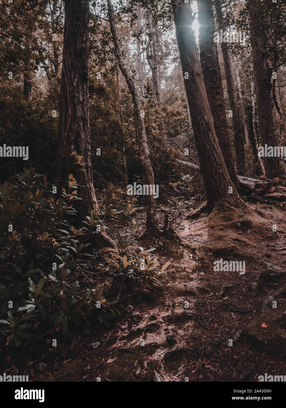 Entering a forest hi-res stock photography and images - Alamy