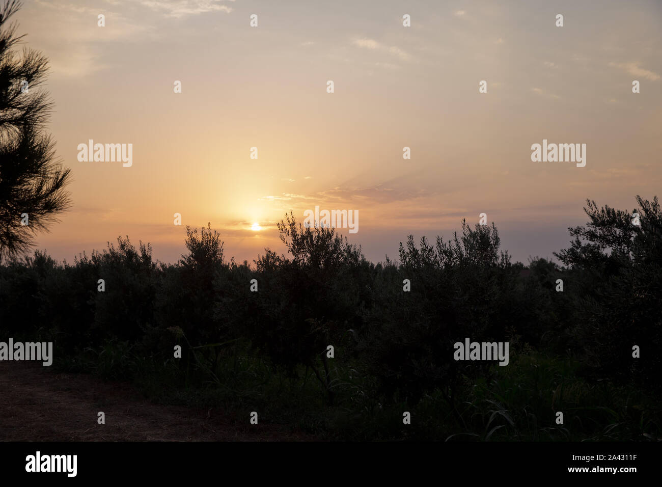 Sunset behind trees .Black tree silhouette against the evening sky at ...