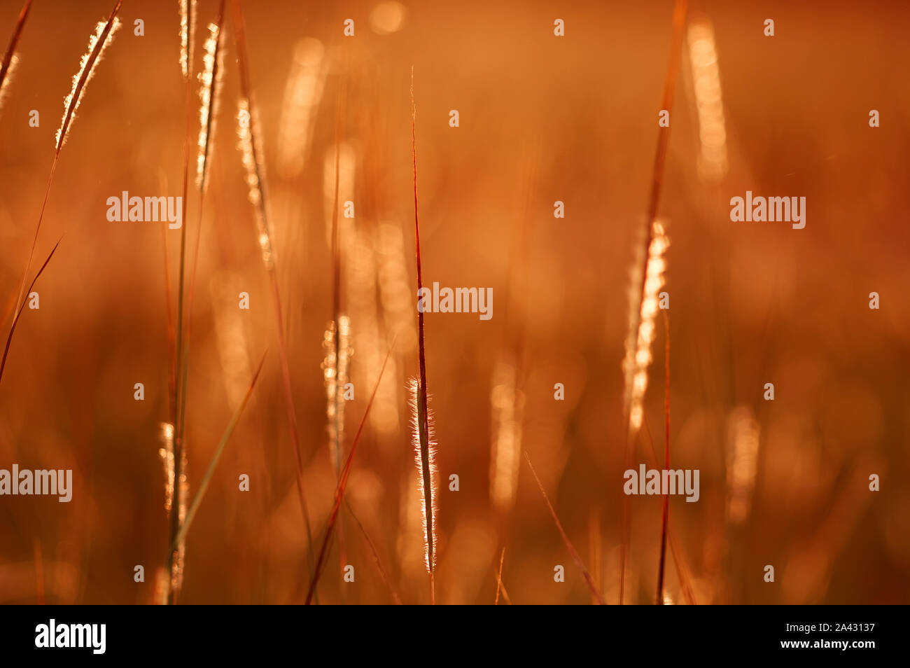 Beautiful golden field on hi-res stock photography and images - Alamy