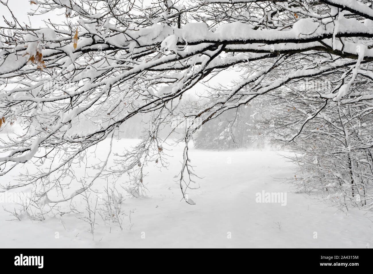 Northern Michigan Tree lined hike in Winter Stock Photo - Alamy