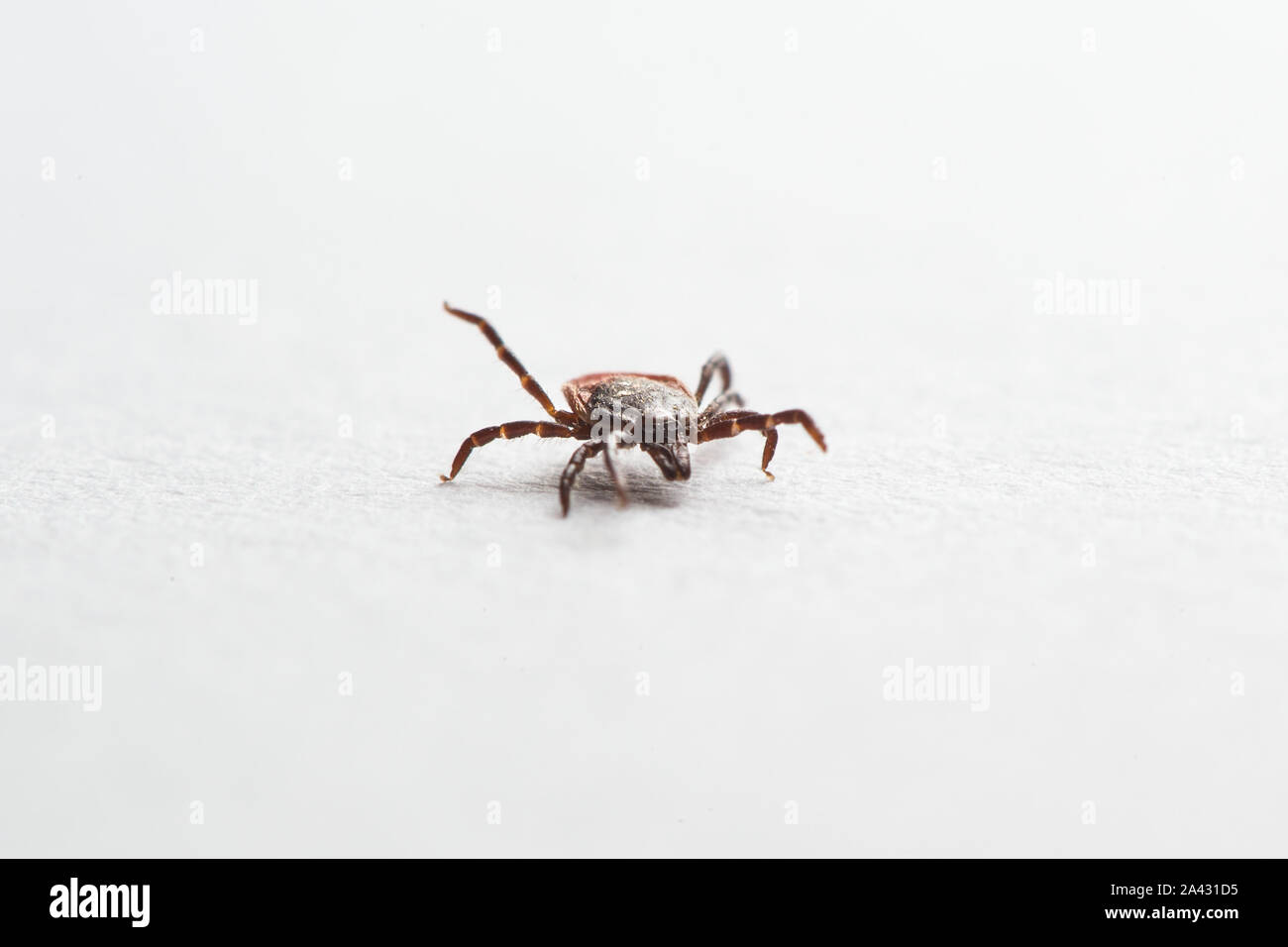 Tick white background insect hi-res stock photography and images - Alamy