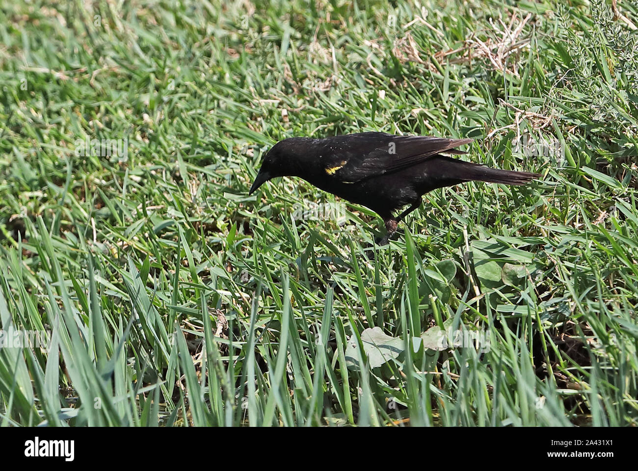Yellow winged blackbird agelasticus thilius adult male hi-res stock ...