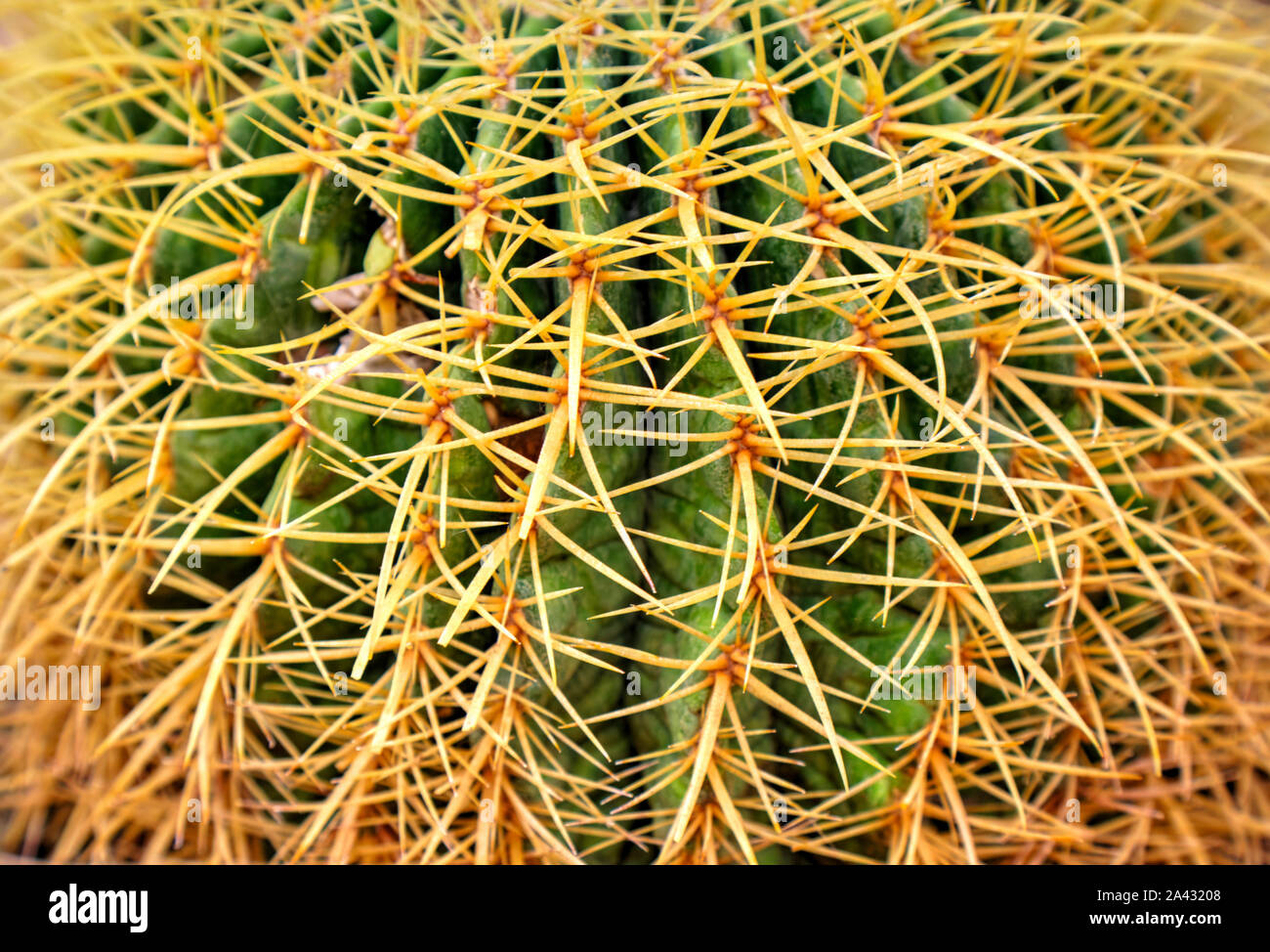 Beautiful cactus plant background close up view Stock Photo - Alamy