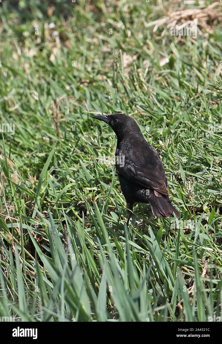 Yellow-winged Blackbird (Agelasticus thilius thilius) adult male ...