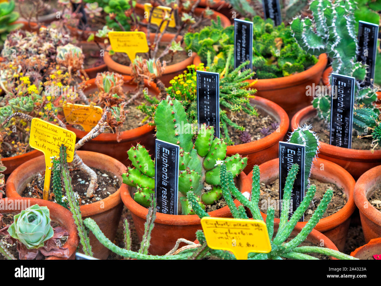 Beautiful View With Variety Of Cactus Plants In Pots And Labels With