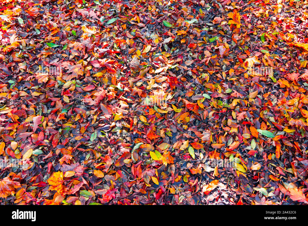 Colorful leaves on the floor, park flair, background Stock Photo - Alamy