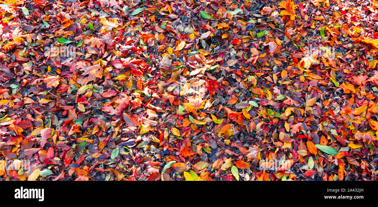 Colorful leaves on the floor, park flair, background Stock Photo - Alamy