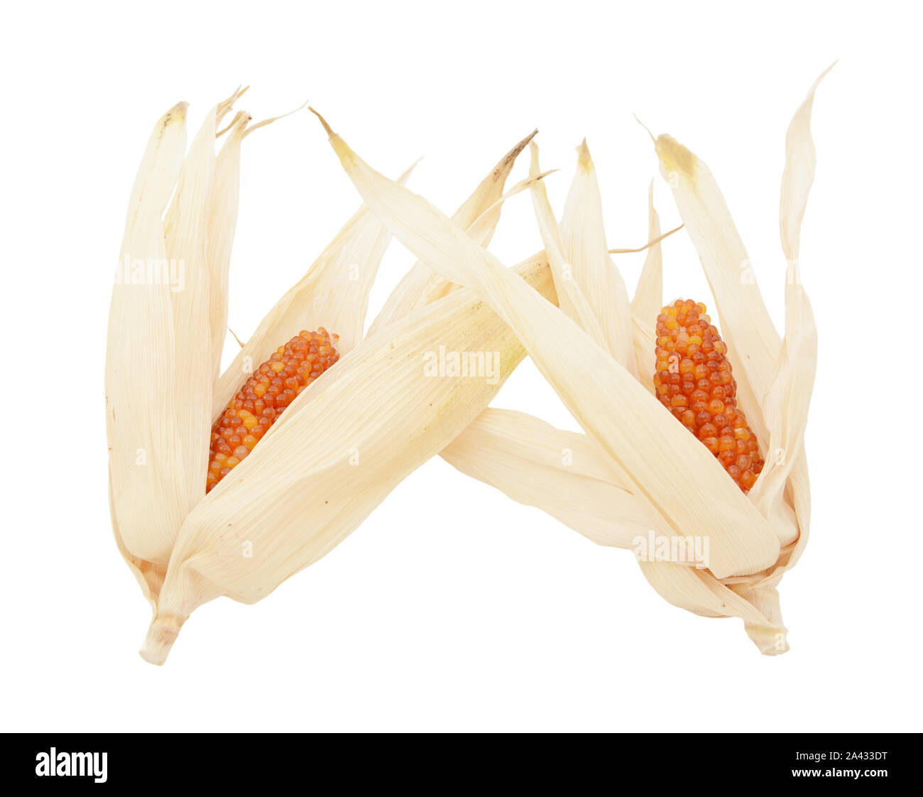 Two cobs of ornamental Indian corn with red niblets and dried husks, on ...
