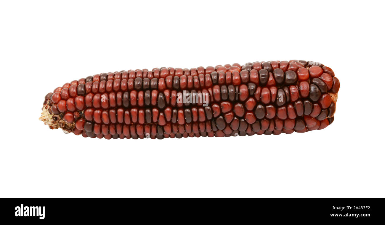 Ornamental Sweetcorn High Resolution Stock Photography and Images - Alamy