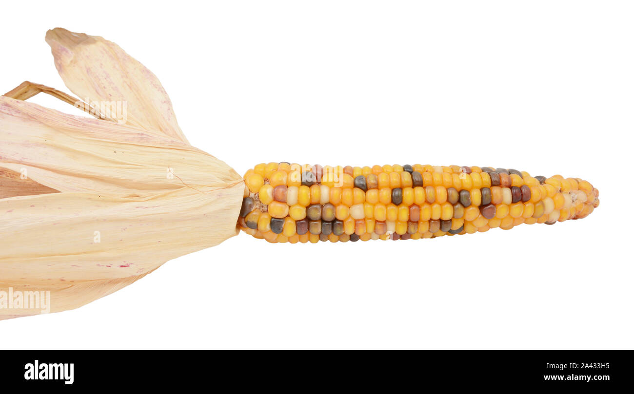 Ornamental flint corn with yellow, red and black niblets, and dried ...