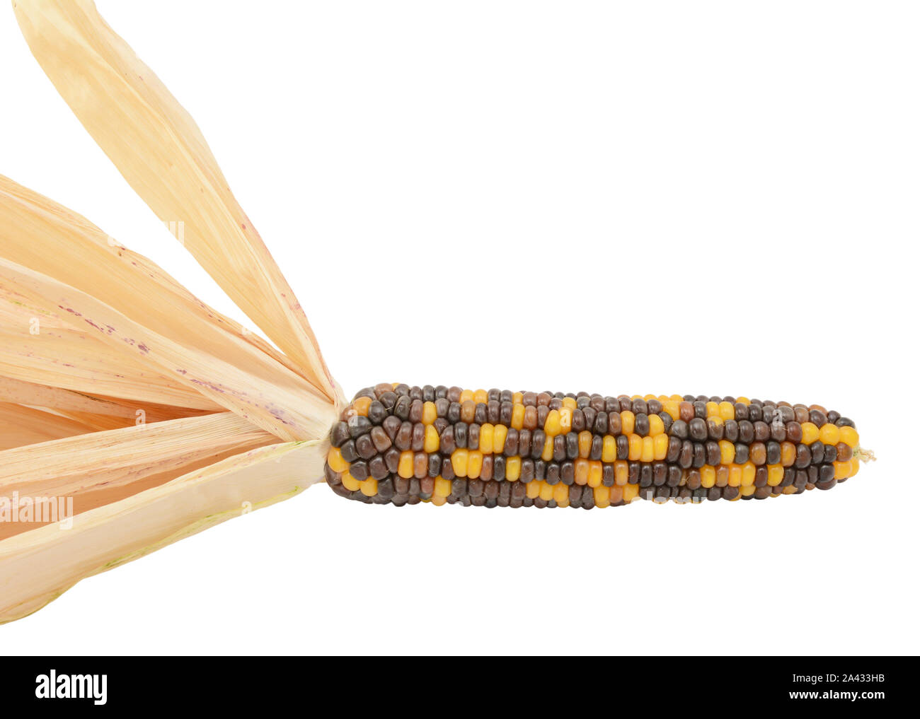 Maize cob pale hi-res stock photography and images - Alamy