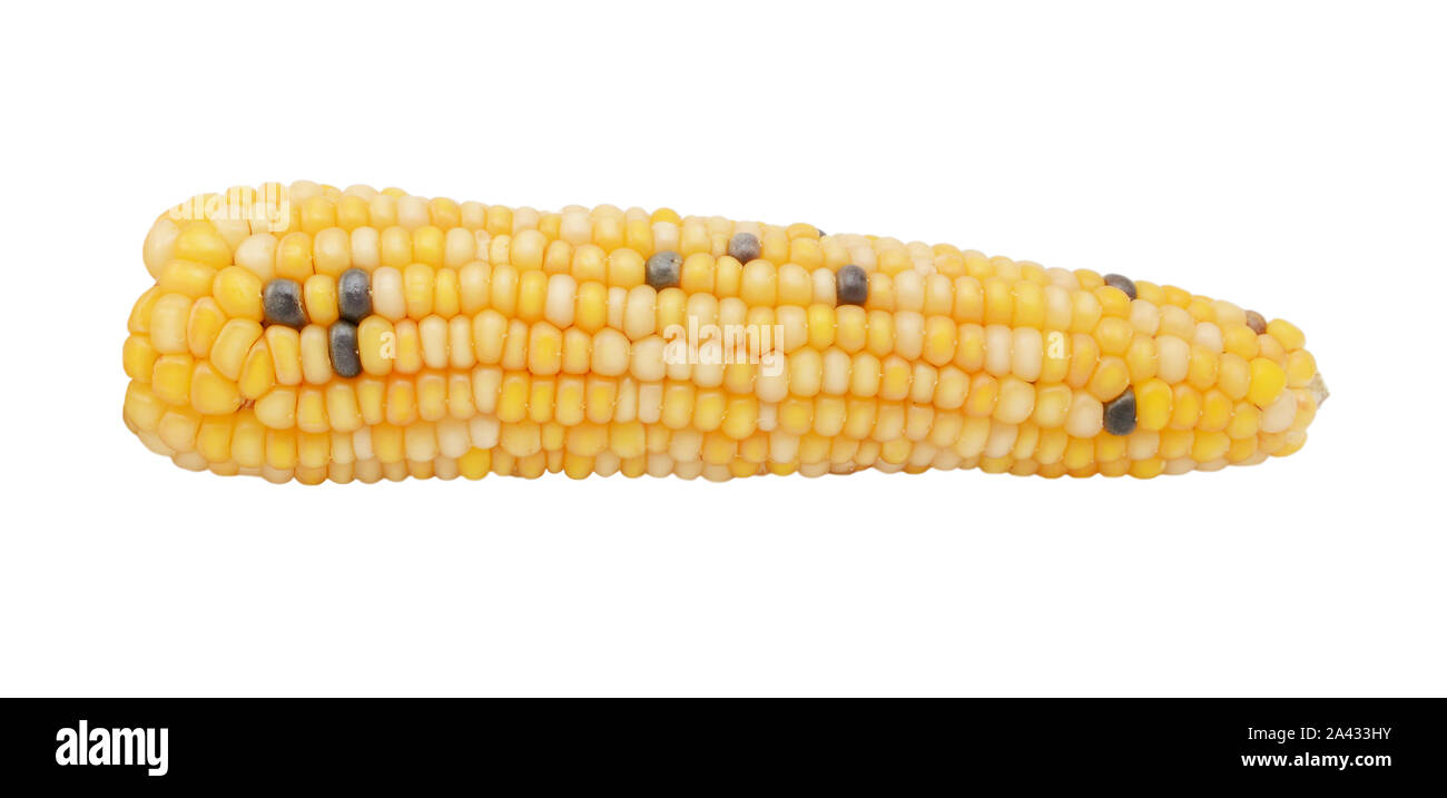 Black and white cob Cut Out Stock Images & Pictures - Alamy