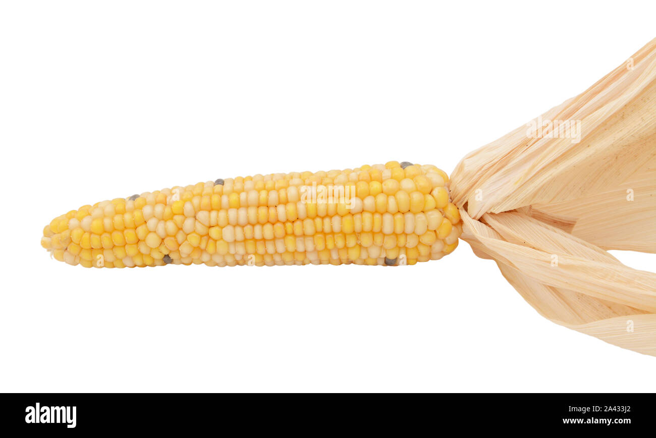 Decorative flint corn with yellow, white and black niblets on the cob ...
