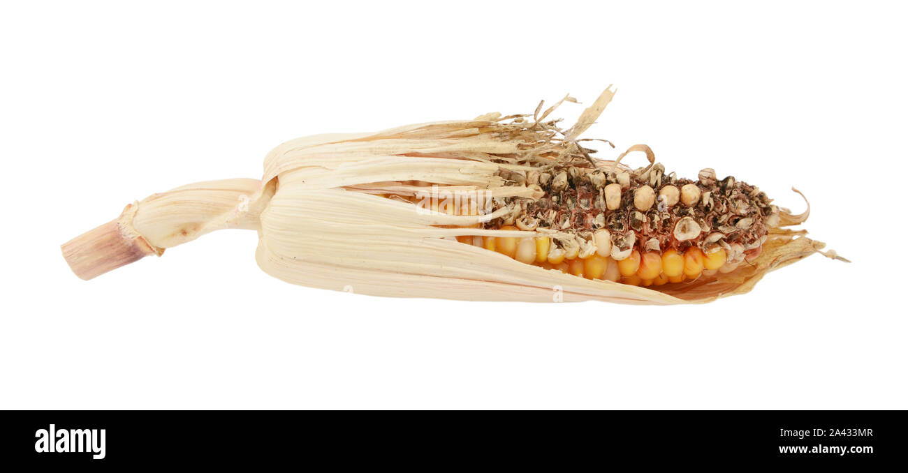 Damaged decorative Indian corn cob with eaten niblets and torn, dry ...