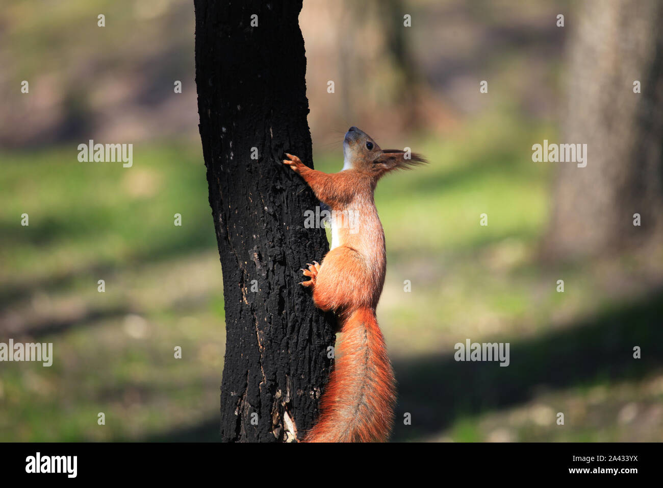 Furry squirrel hi-res stock photography and images - Alamy