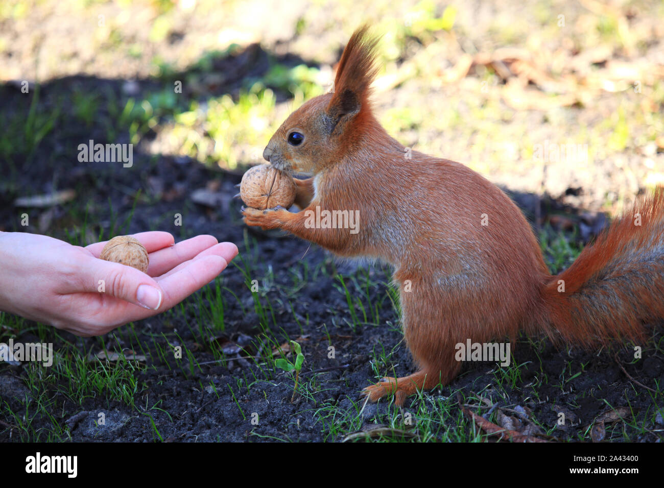 Cute and furry squirrel with the nut. Woman gives the nut to the ...