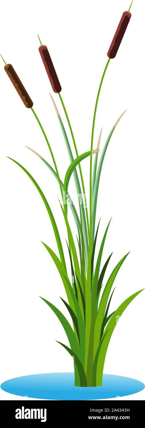 Reed in green grass Cut Out Stock Images & Pictures - Alamy