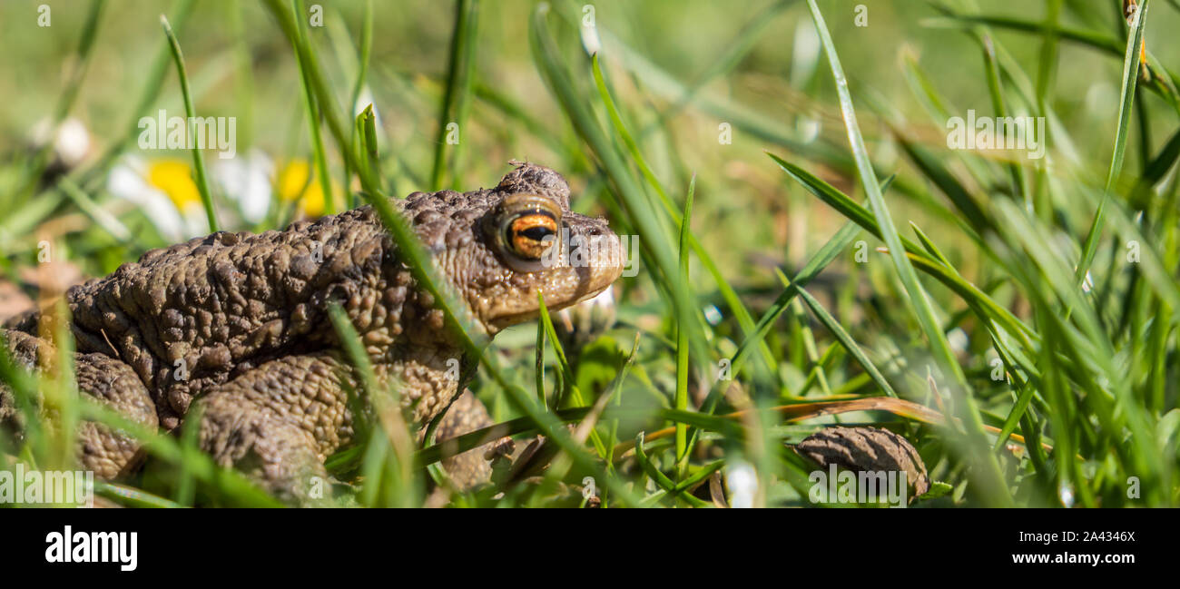 Panorama Common toad in a spring meadow Stock Photo - Alamy