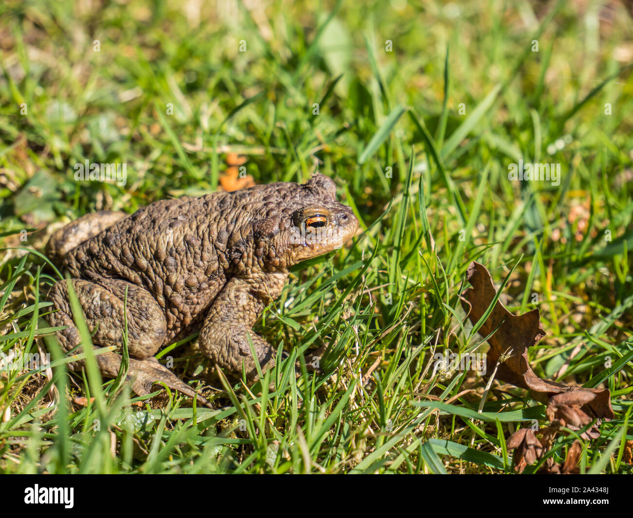 Common toad on the meadow Stock Photo - Alamy