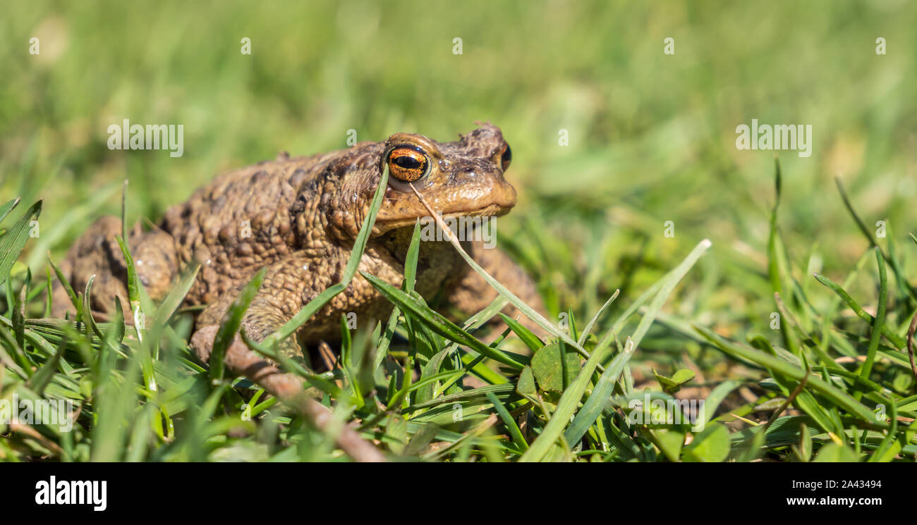 Common toad in a spring meadow Stock Photo - Alamy