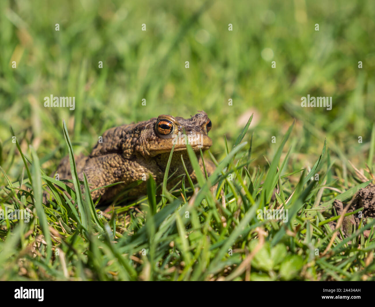 Brown toad in the meadow hi-res stock photography and images - Alamy