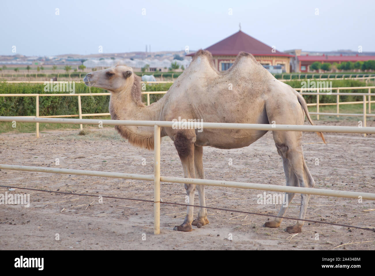 Donkey hump hi-res stock photography and images - Alamy