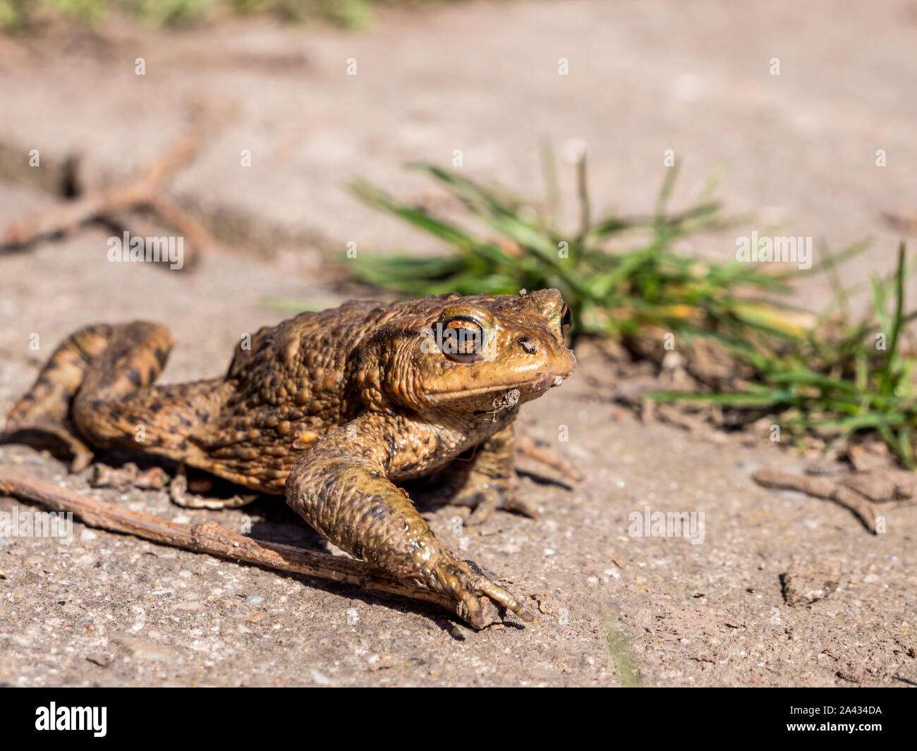 Common toad on a path Stock Photo - Alamy