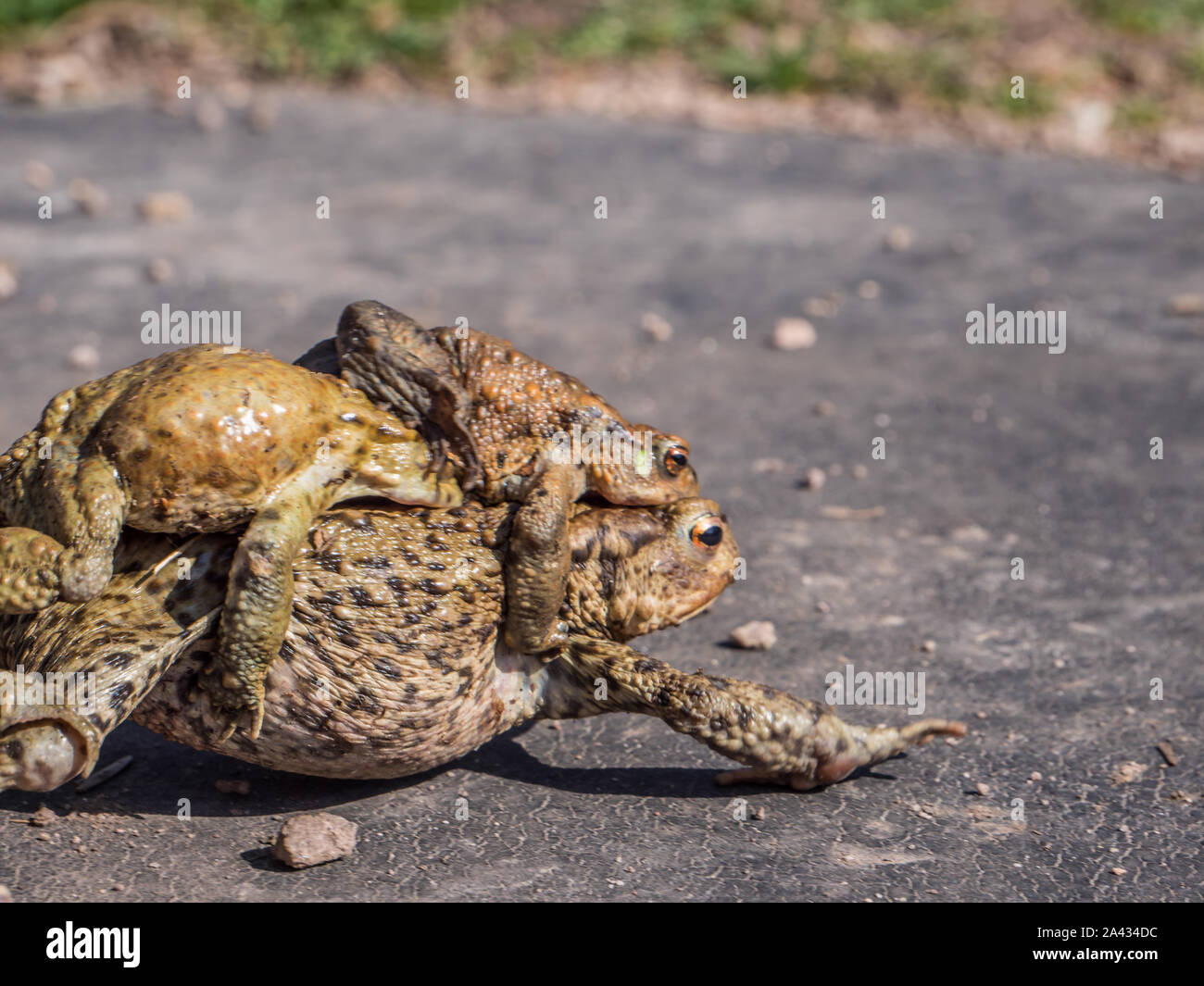 German toads hi-res stock photography and images - Alamy