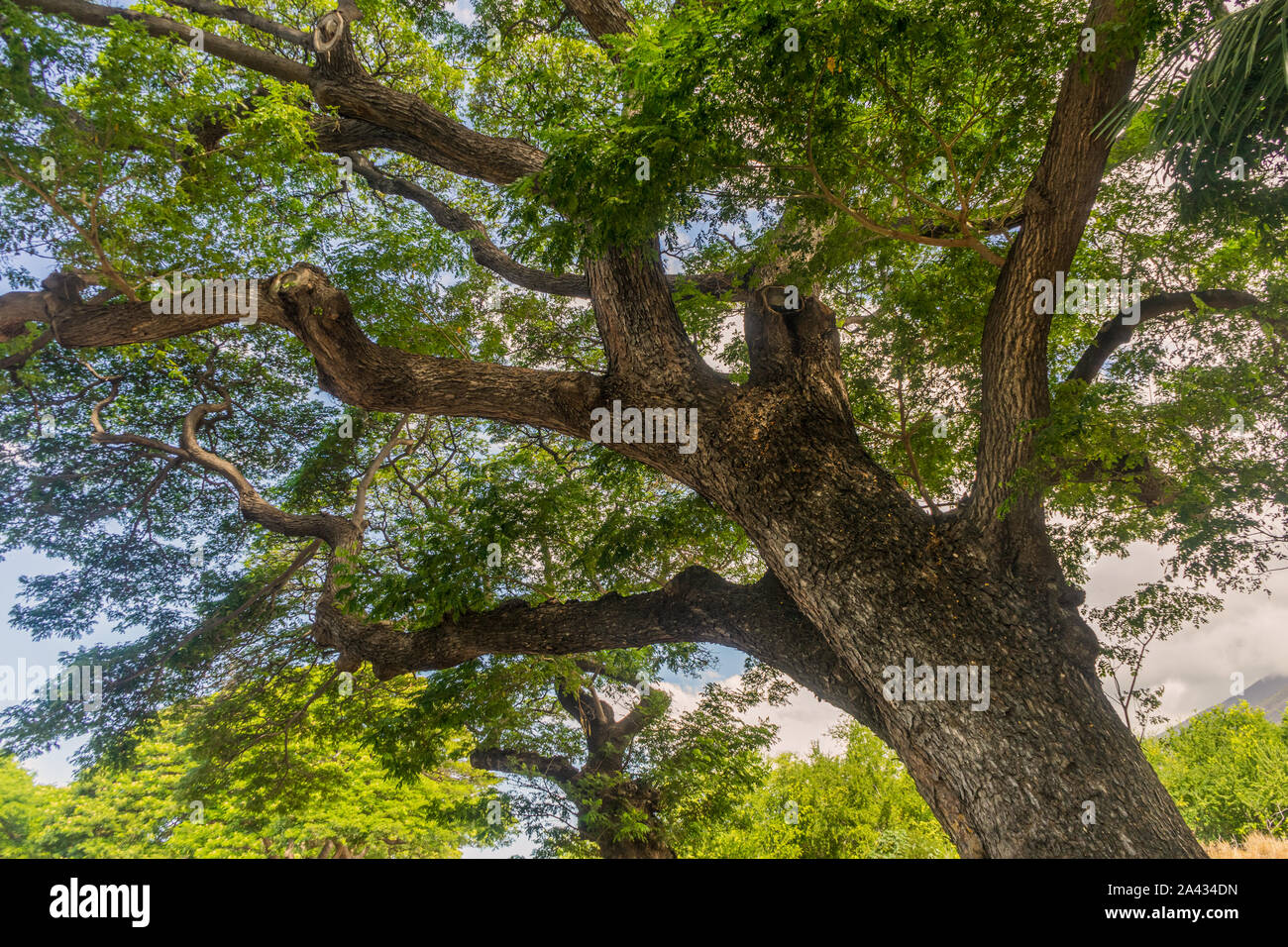 Upward view of an old tree Stock Photo - Alamy