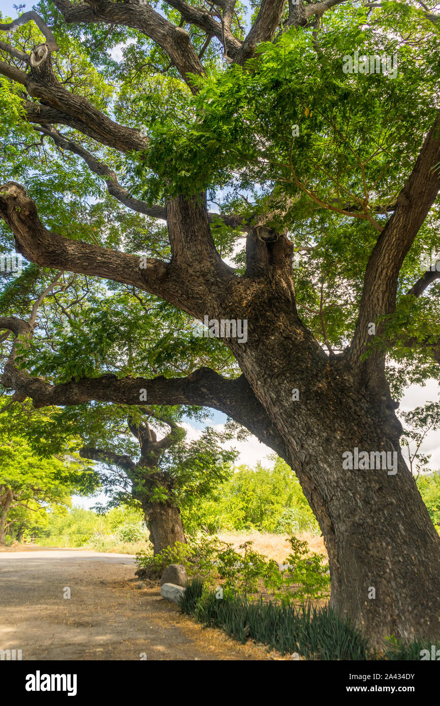 Hawaii maui forest bark hi-res stock photography and images - Alamy