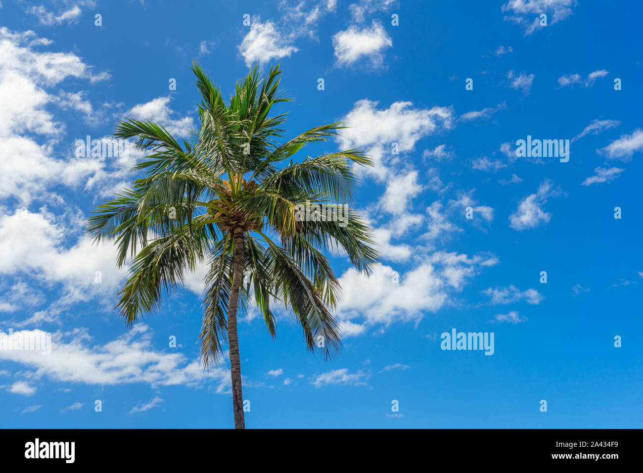 Hawaiian coconut palm tree in Maui Stock Photo - Alamy