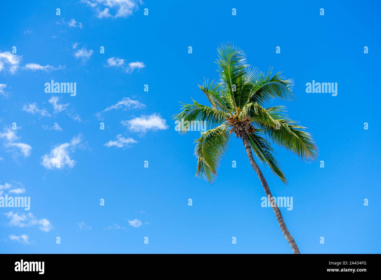 Plam tree hi-res stock photography and images - Alamy