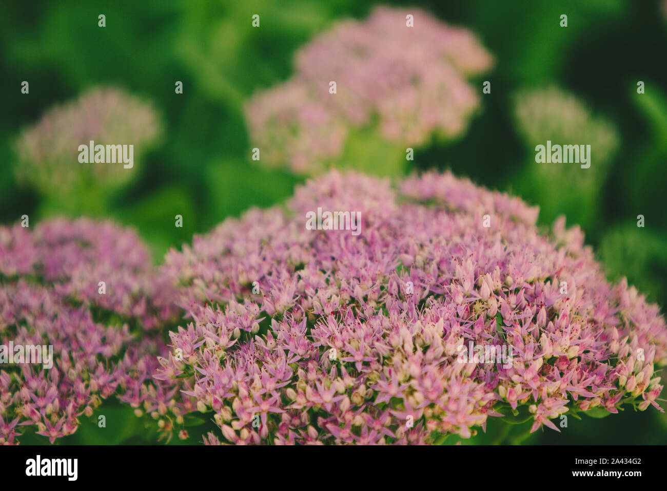 Spectabile hi-res stock photography and images - Alamy