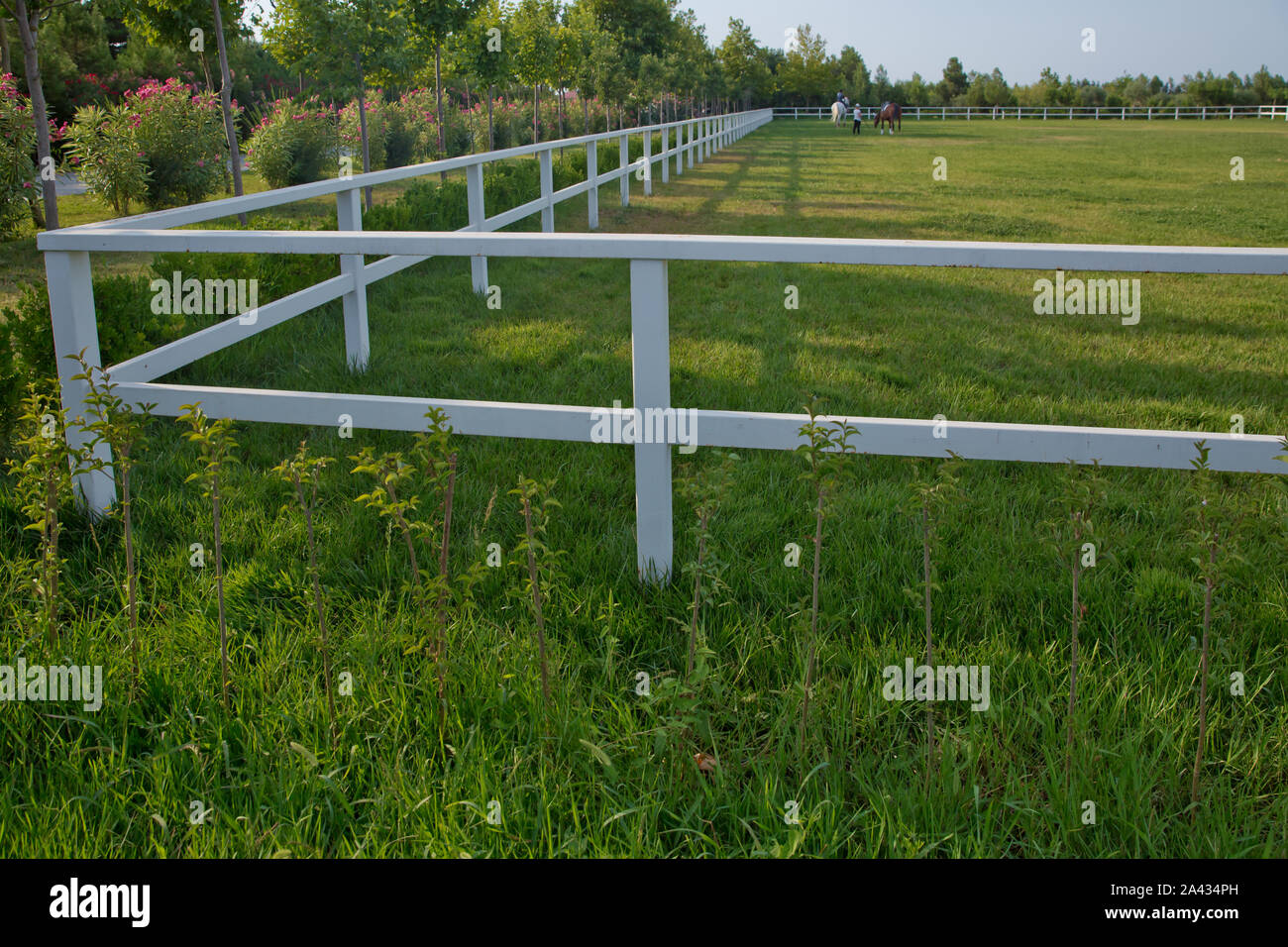 White concrete fence in horse farm field . Green pastures of horse ...