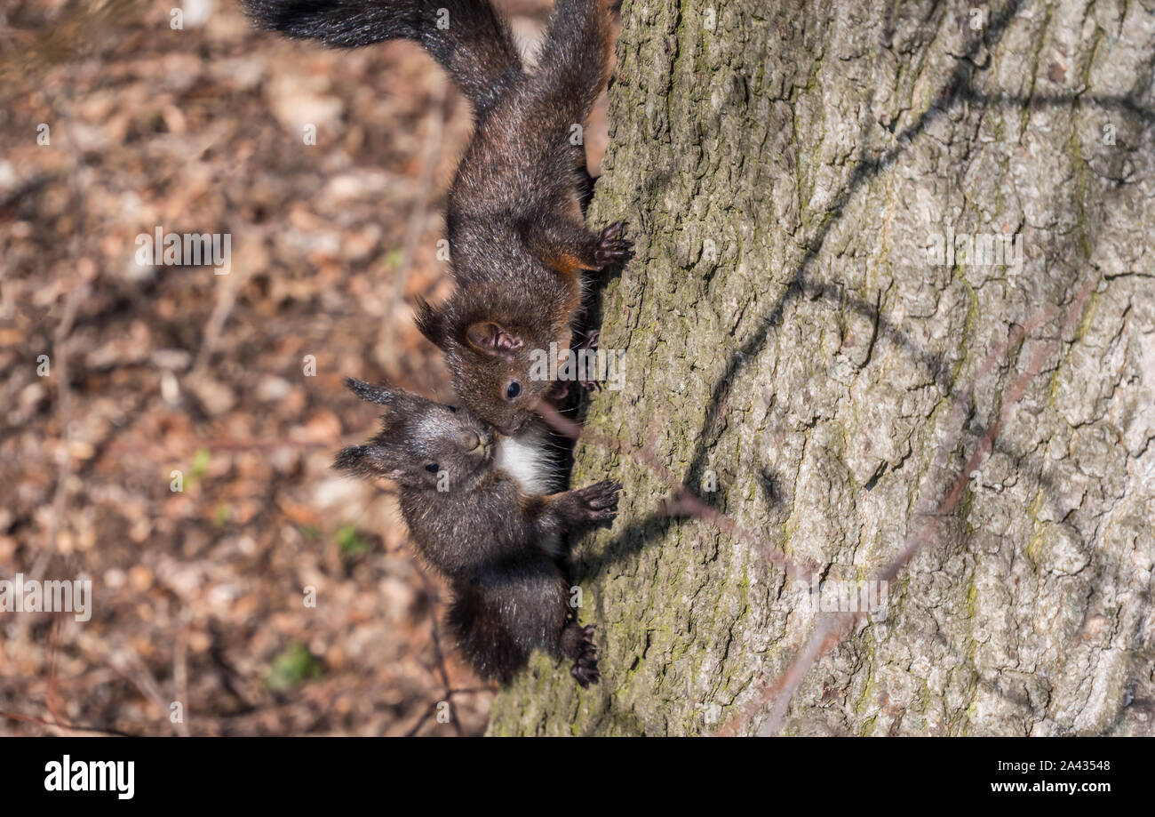 Two squirrels branch hi-res stock photography and images - Alamy