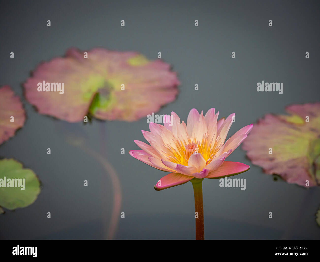 Single blooms hi-res stock photography and images - Alamy