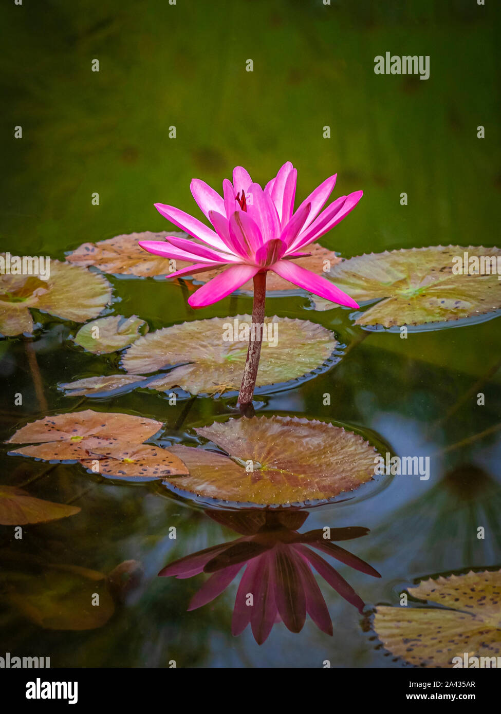 One single bloom blooms hi-res stock photography and images - Alamy